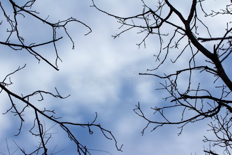 Abstract View of Tree Branches Against a Blue Sky with Clouds Stock ...