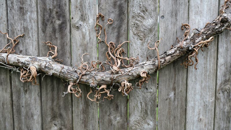 Abstract Vine Texture on Metal Fence with Twisting Roots Stock ...