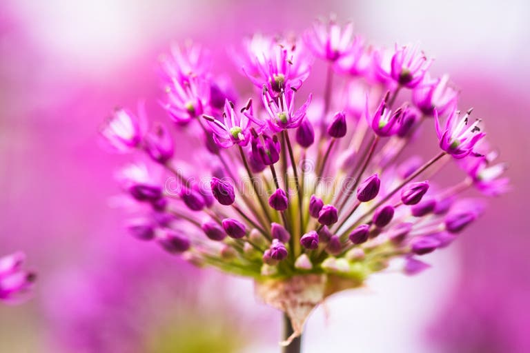 Abstract violet flowers stock photo. Image of blossoming - 16786532