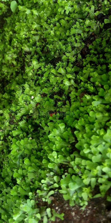 Abstract Wallpapers Moss on Bricks Stock Image - Image of herb, bricks ...