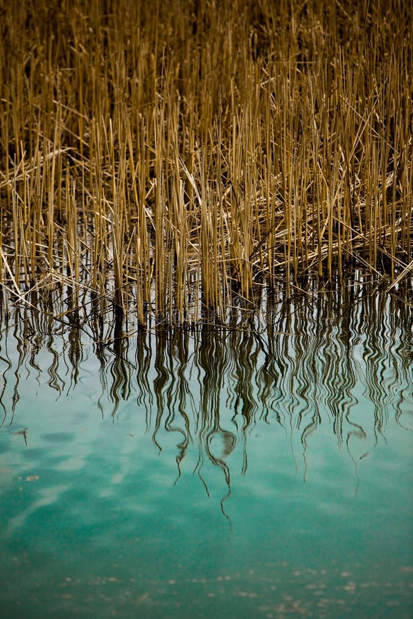 Abstract water stock photo. Image of plants, green, organic - 12798574