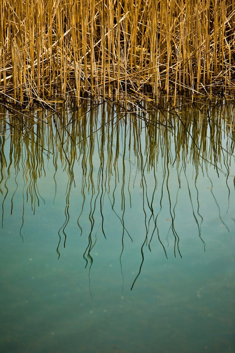 12,765 Woods Water Surface Stock Photos - Free & Royalty-Free Stock ...