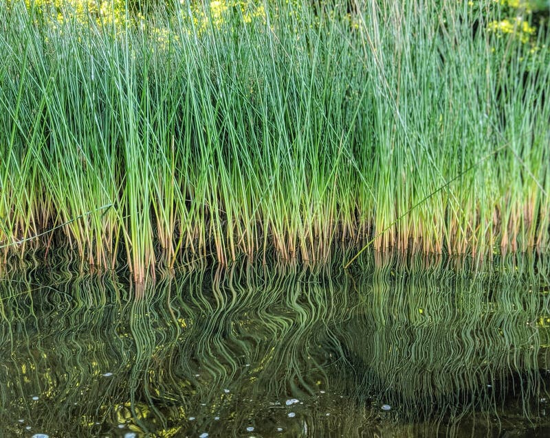Abstract Water Grasses with Reflections Stock Photo - Image of abstract ...