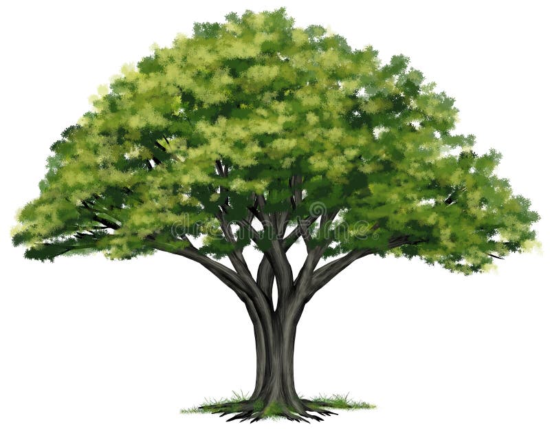 Tree Side View for Landscape View Stock Illustration - Illustration of ...