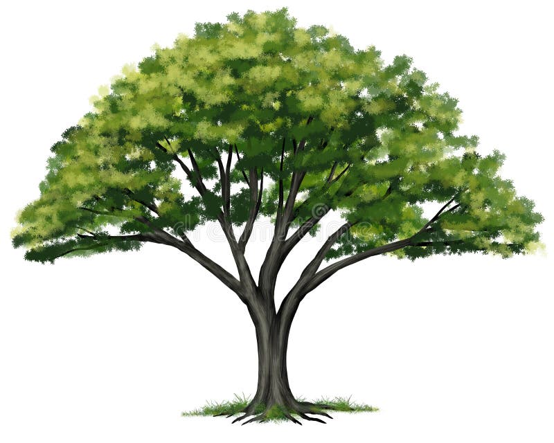 Tree Side View for Landscape View Stock Illustration - Illustration of ...