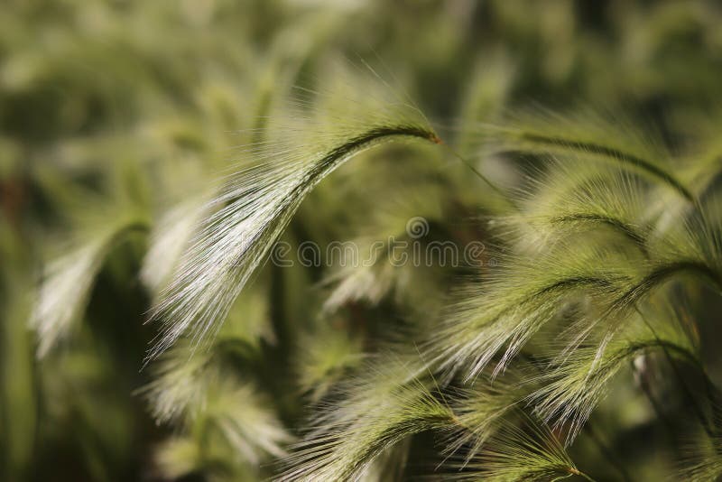 Moving Grass, Intentional Camera Movement. Stock Image - Image of ...