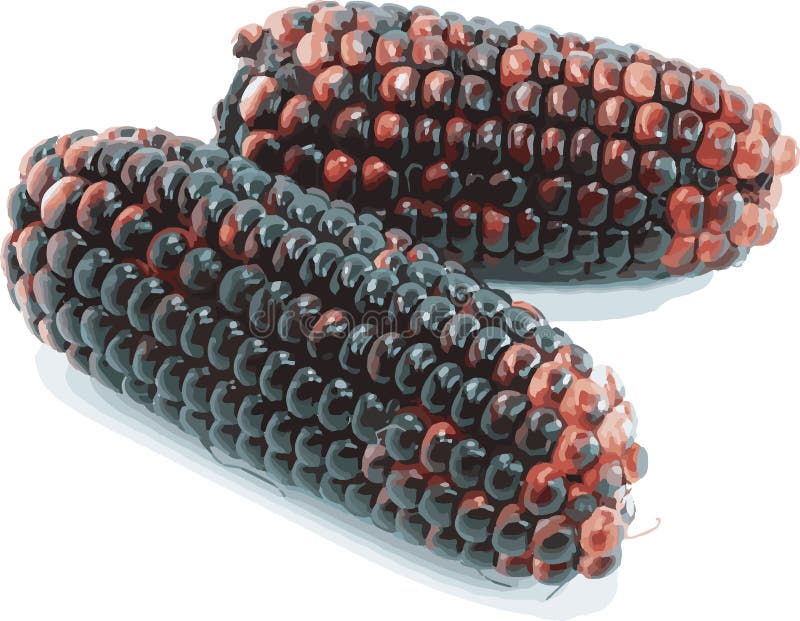 Waxy Corn Stock Illustrations – 5 Waxy Corn Stock Illustrations ...