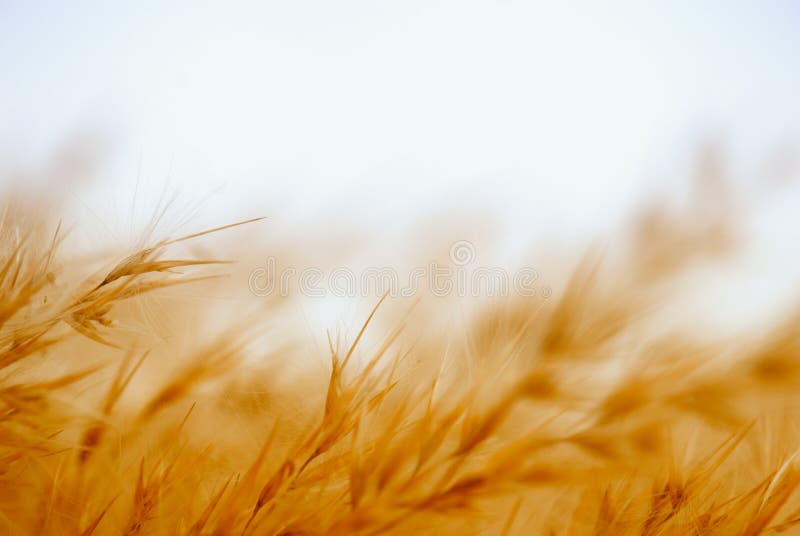 Abstract wheat stock photo. Image of meadow, freshness - 28910014