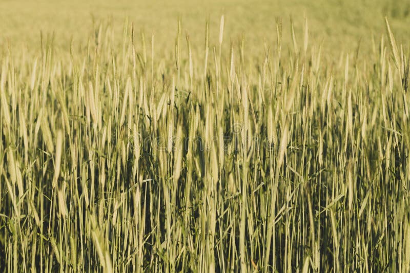 Abstract of wheat field stock image. Image of magazine - 171286997