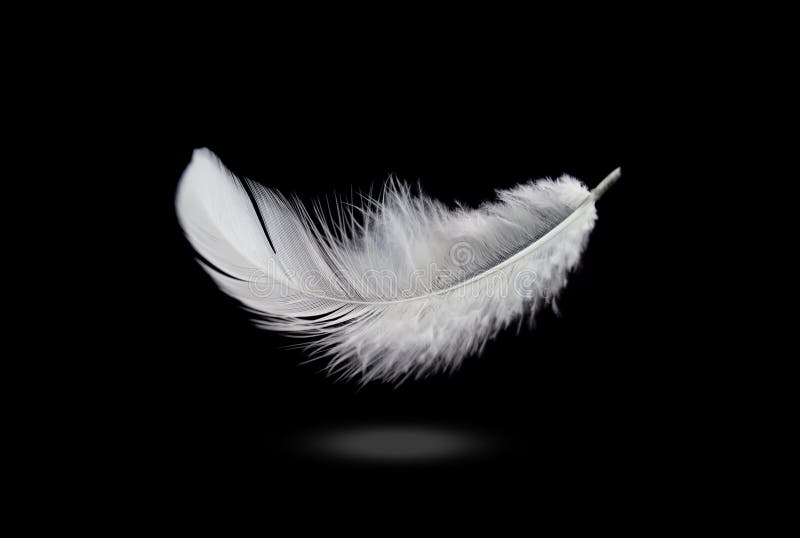 Abstract White Bird Feather Falling in the Dark. Floating Feather on ...