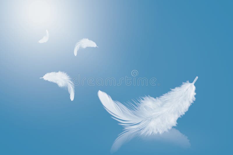 Abstract White Bird Feathers in a Blue Sky. Softness of Feather Falling ...