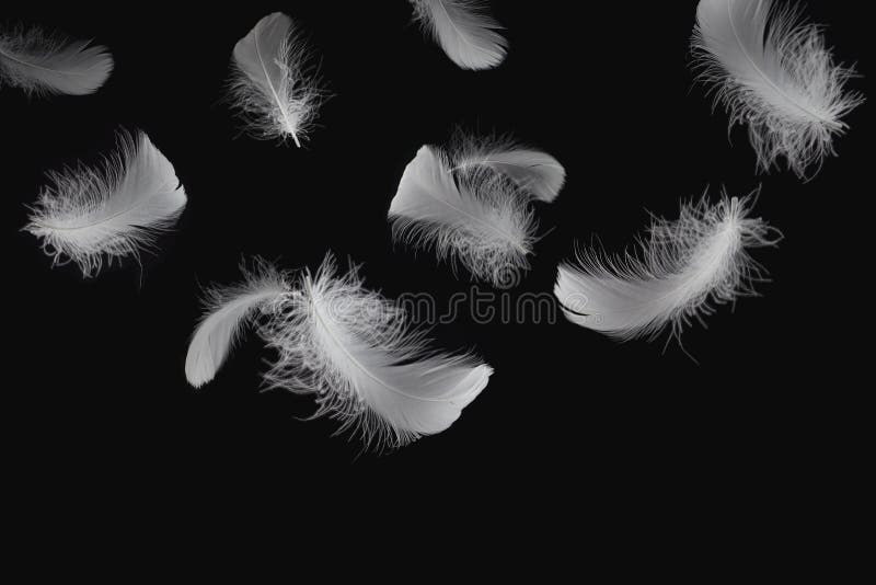 Abstract White Bird Feathers Falling in the Air. Feathers on Black ...