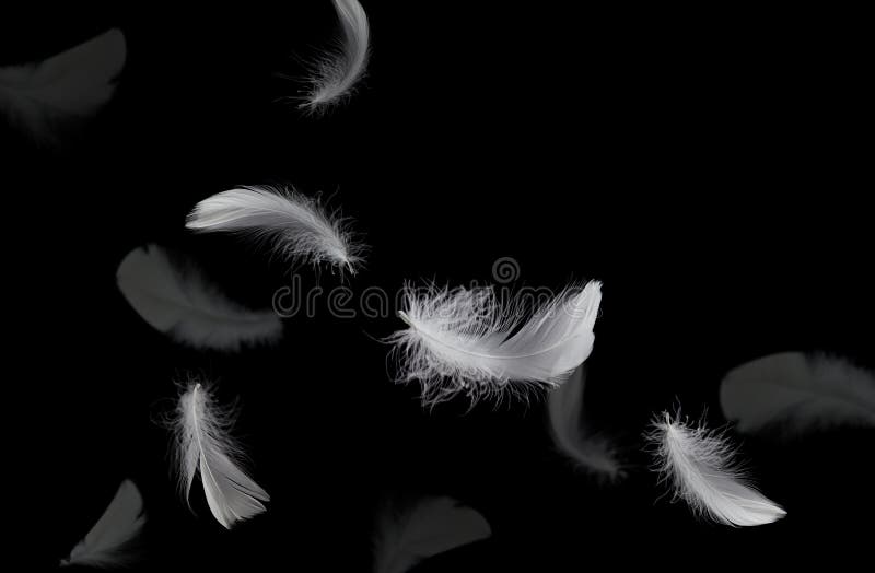 Abstract White Bird Feathers Falling in the Air. Feathers Floating on ...