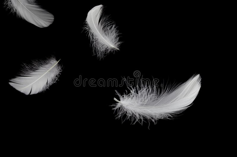 Floating Feathers Banner Stock Illustrations – 103 Floating Feathers ...