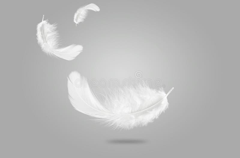 Abstract White Bird Feathers Falling in the Air. Feathers on Gray ...