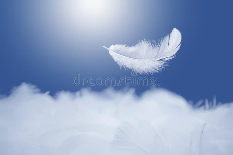 Abstract White Bird Feathers Falling in the Air. Softness of Floating ...