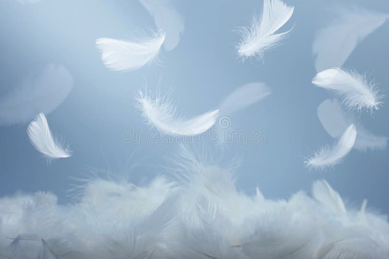 Abstract White Bird Feathers Falling in the Air. Softness of Swan ...