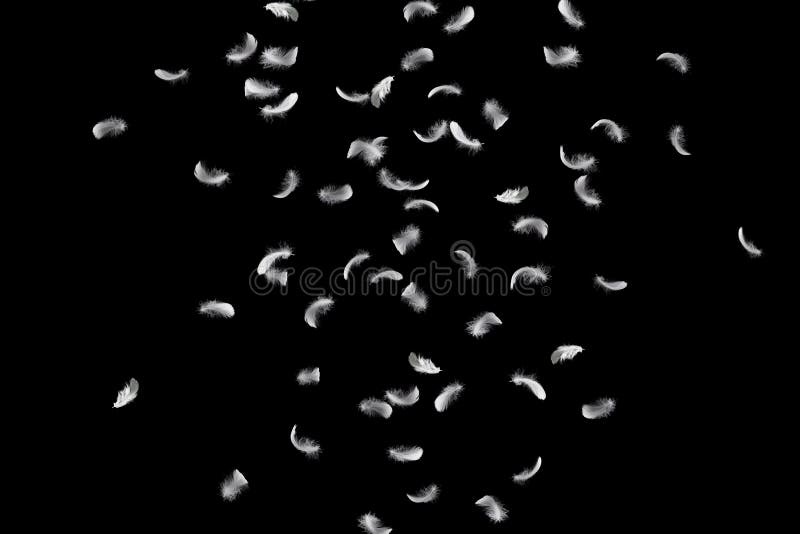Abstract White Bird Feathers Falling in the Dark. Feathers Floating on ...