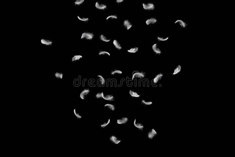 Abstract White Bird Feathers Falling in the Dark. Feathers Floating on ...