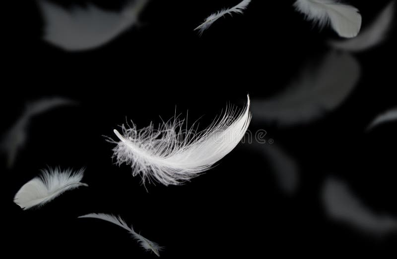 Abstract White Bird Feathers Falling in the Dark. Freedom, Floating ...