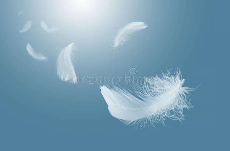 Abstract White Bird Feathers Falling in the Sky. Freedom, Feather ...
