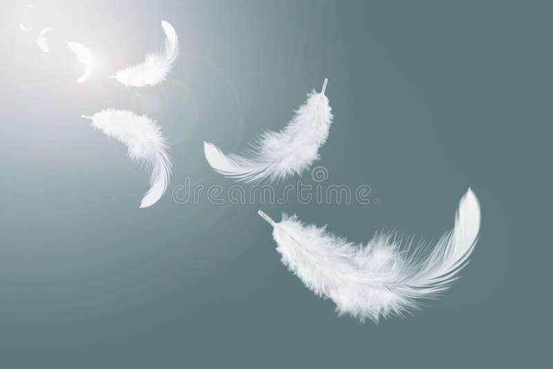 Abstract White Bird Feathers Floating in the Air. Flying Swan Feather ...