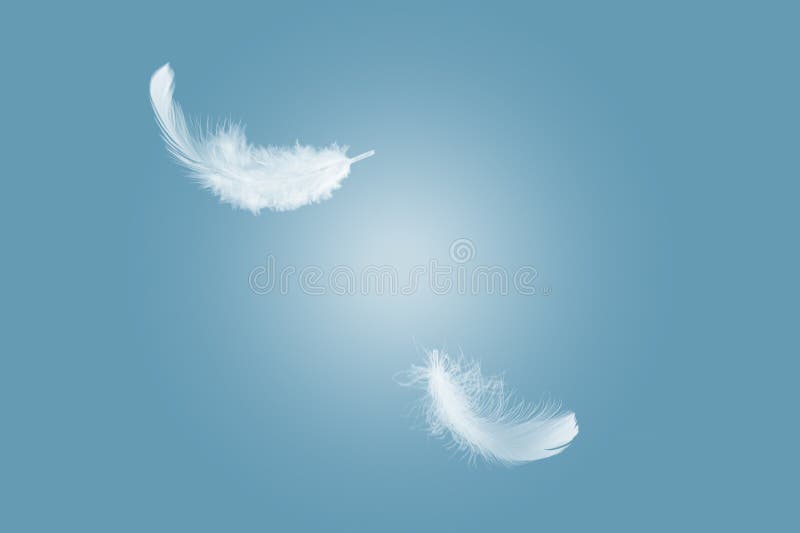 Abstract White Bird Feathers Floating in the Air. Freedom, Feather ...
