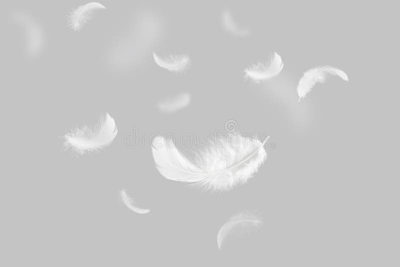 Abstract White Bird Feathers Floating in the Air. Swan Feather on Gray ...