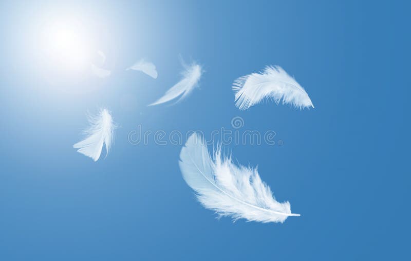 Abstract White Bird Feathers Floating in a Blue Sky. Freedom, Feather ...