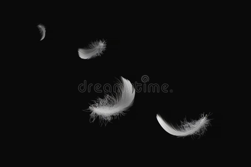 Abstract White Bird Feathers Floating in the Dark. Feathers on Black ...