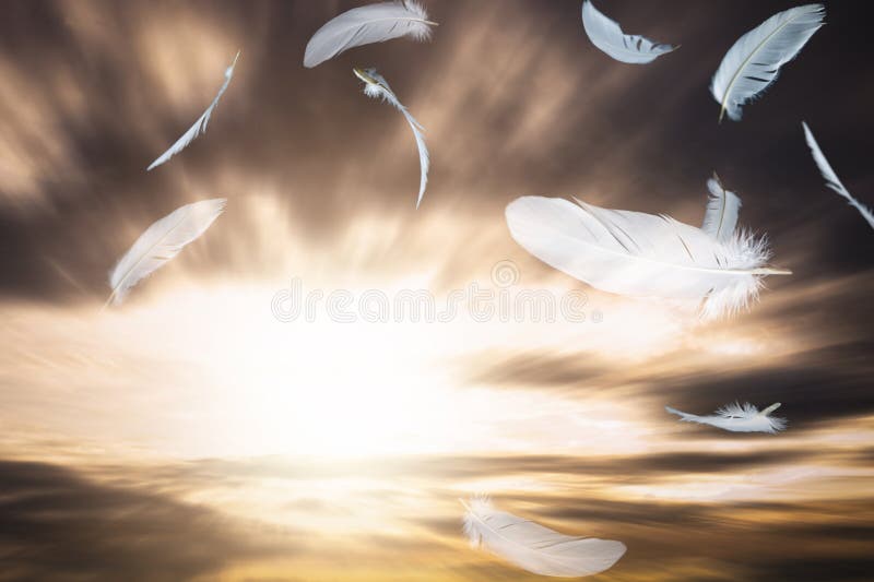 Abstract a White Bird Feathers Flying in the Sunset Sky. Feathers ...