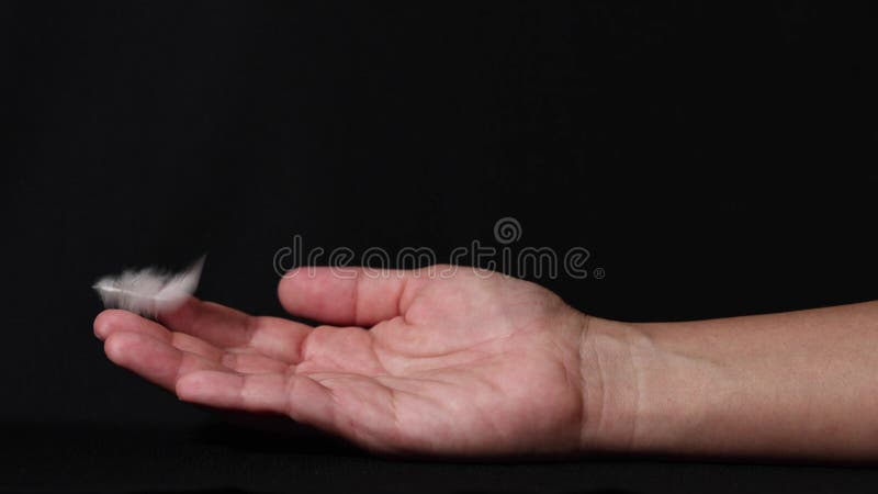 White Feather Falling into Hand on Dark Background Stock Video - Video ...