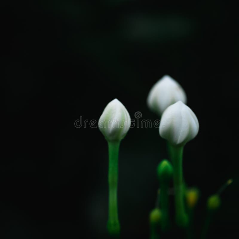 Abstract White Flower Natural Background Stock Photo - Image of field ...