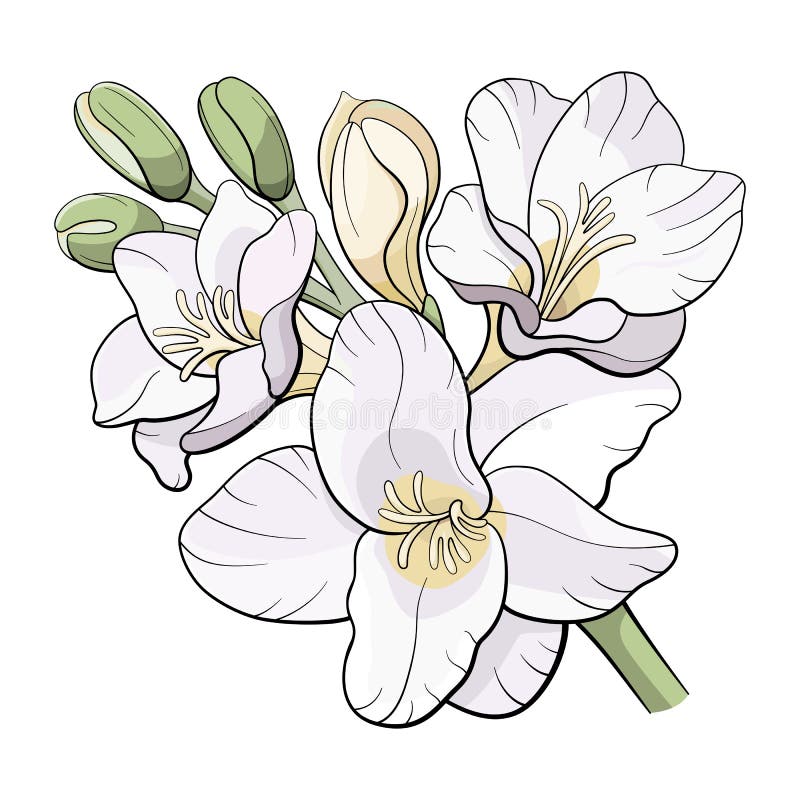 Abstract White Freesia Flower Illustration Stock Vector - Illustration ...