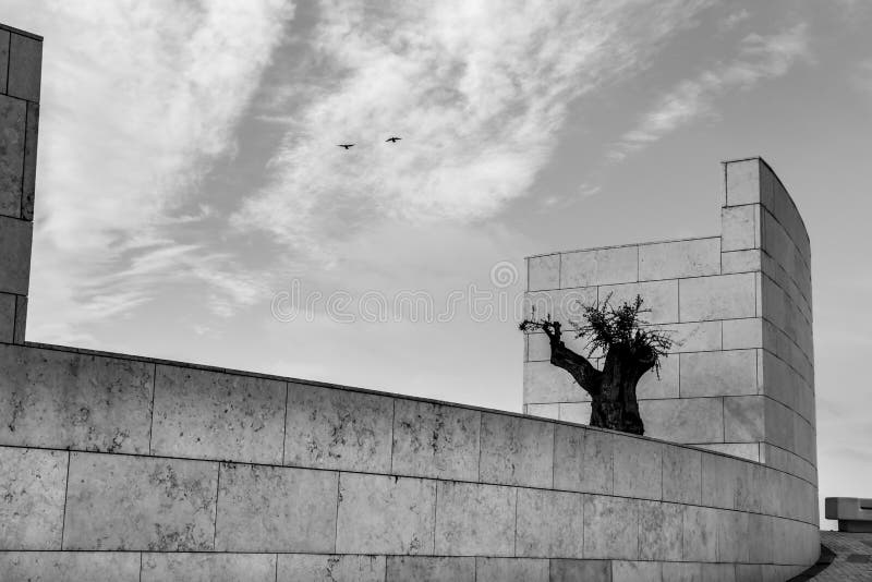 Abstract White Granite Building with Olive Tree Stock Photo - Image of ...