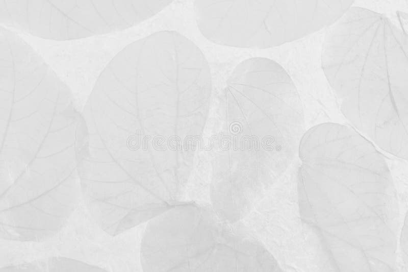 Abstract White Paper with Leaves Texture Background Stock Photo - Image ...