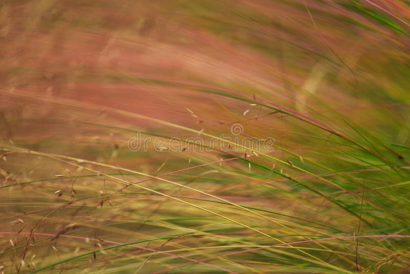 Abstract Wild Grass Pattern Stock Photo - Image of hiking, alps: 44292622