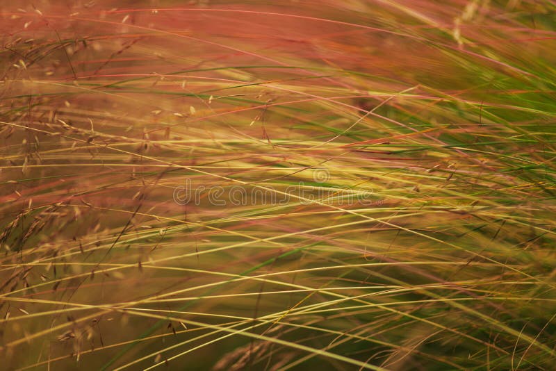 Abstract Wild Grass Pattern Stock Photo - Image of ecology, meadow ...