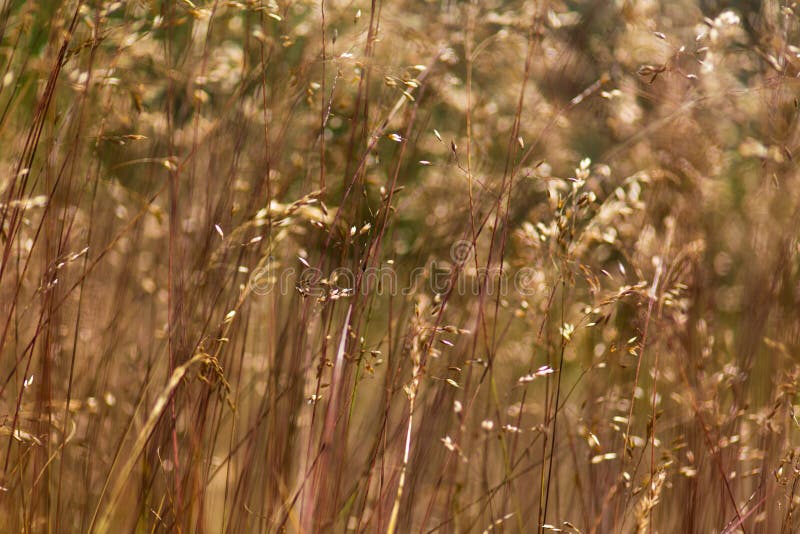 Abstract Wild Grass Pattern Stock Photo - Image of hiking, alps: 44292622