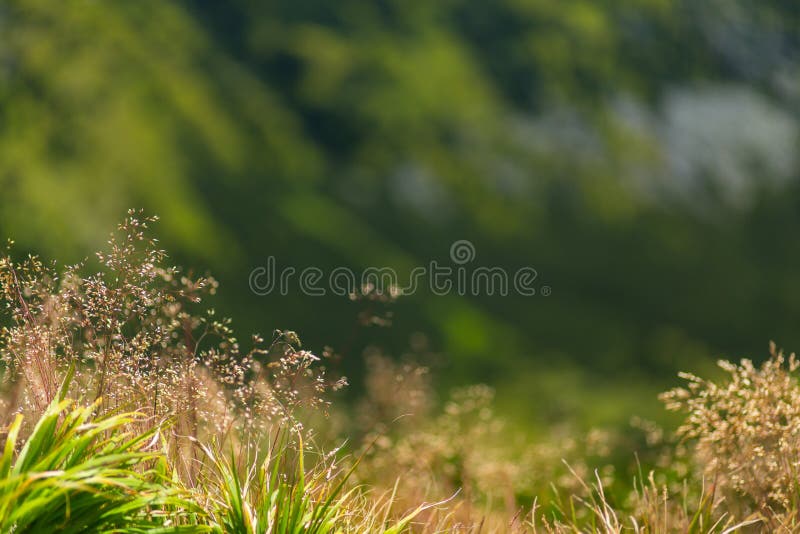 Abstract Wild Grass Pattern Stock Image - Image of fresh, ecology: 44353397