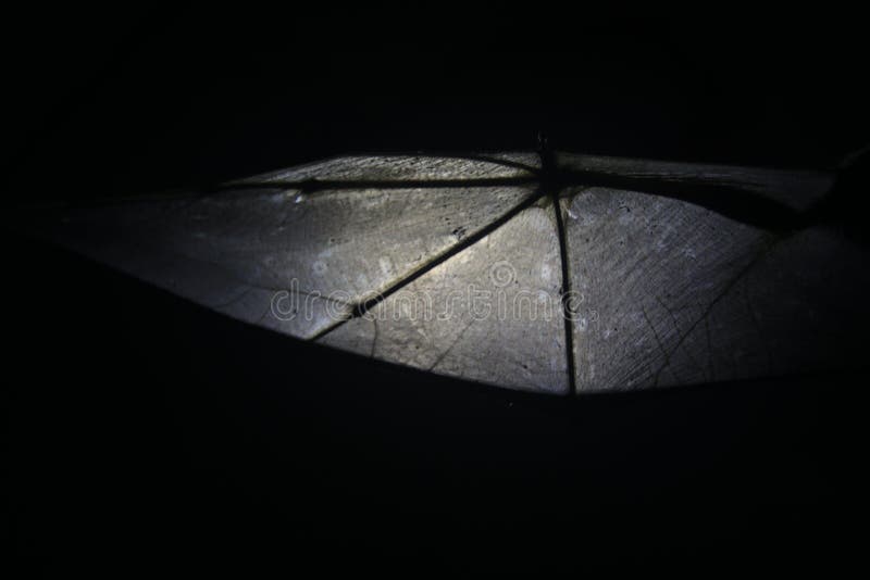 An Abstract of the Wing from a Bat Showing the Veings, Bones and ...