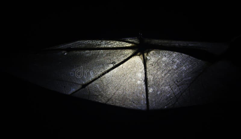 An Abstract of the Wing from a Bat Showing the Veings, Bones and ...