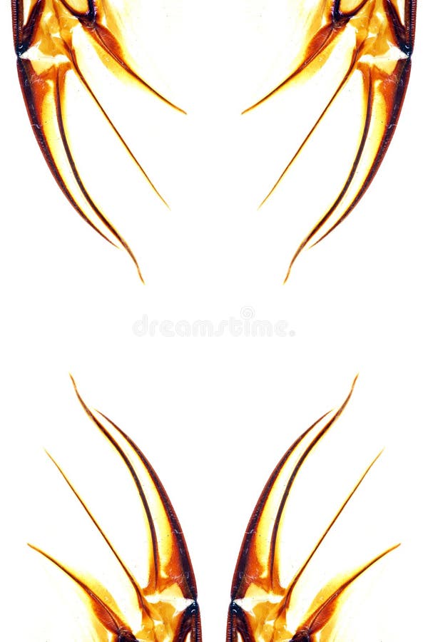 Abstract wings of insect stock illustration. Illustration of curve ...