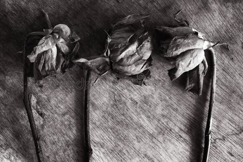 Abstract Withered rose stock image. Image of memories - 68823133