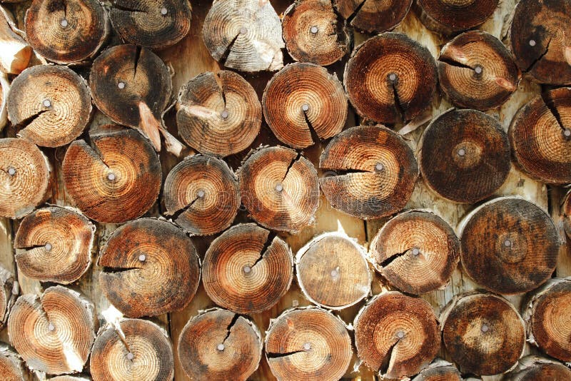 Abstract Wood Log Background Close-up Stock Photo - Image of bark ...