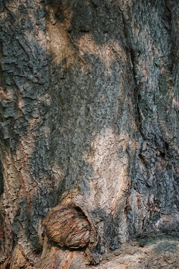 Abstract Wood Texture Bark and Background of a Fruit Tree Stock Photo ...