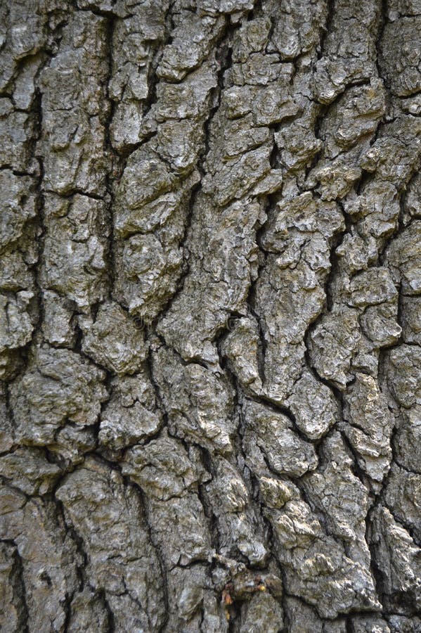 Abstract Wood Texture Bark, a Oak Tree Stock Image - Image of grunge ...