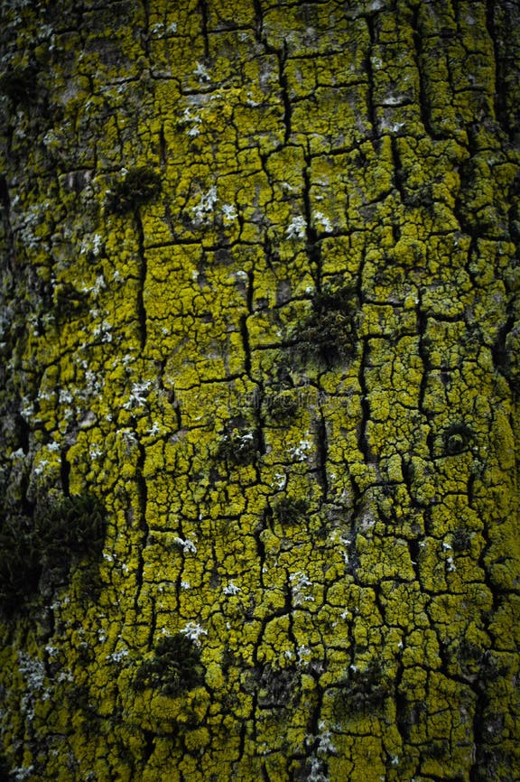 Abstract Wood Texture Bark, Quince Tree Stock Image - Image of decay ...