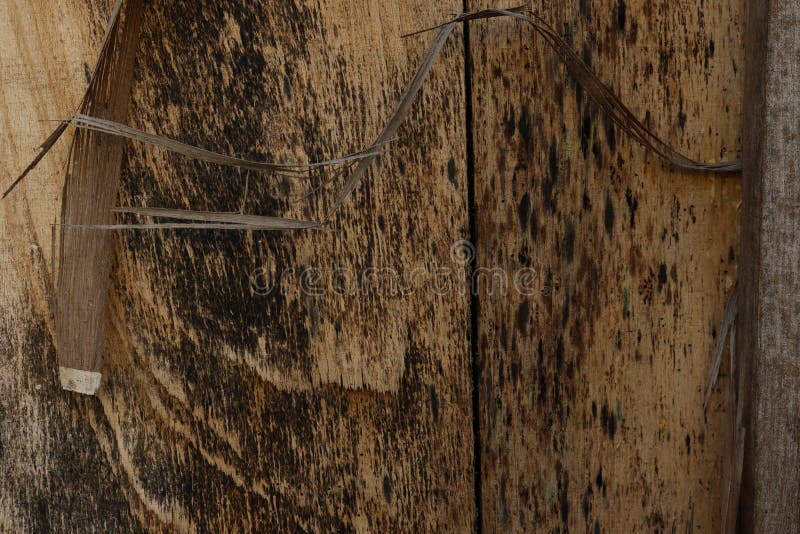 Abstract Wooden Piece, Background and Texture of Wood Stock Photo ...