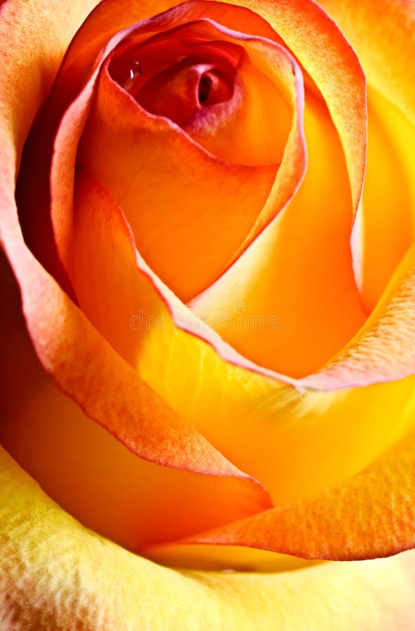 Abstract Yellow Beautiful Rose Stock Image - Image of beauty ...
